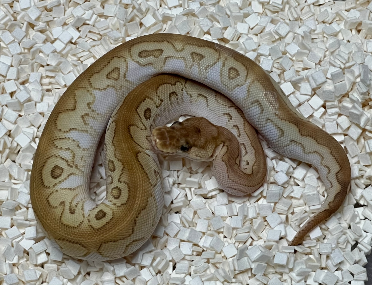 Super Orange Dream Black Pastel Butter Clown Ball Python by Pro Herps - MorphMarket