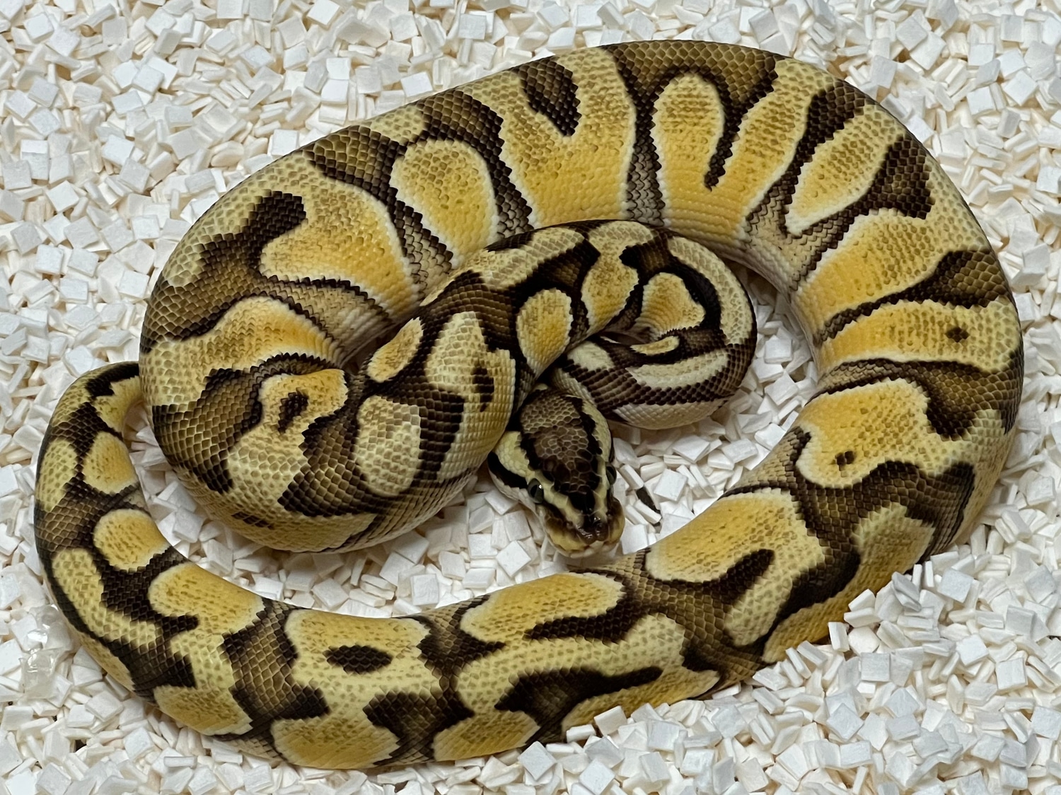 Pastel Enchi Russo Het Clown Ball Python by Pro Herps - MorphMarket