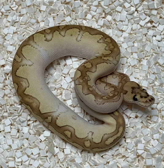Orange Dream Butter Clown Ball Python by Pro Herps