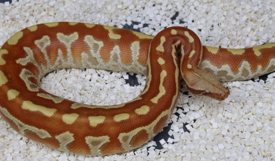 Red T+ Albino Blood Blood Python by Pro Herps