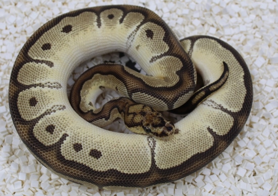 Russo Orange Dream Clown Het Hypo Ball Python by Pro Herps