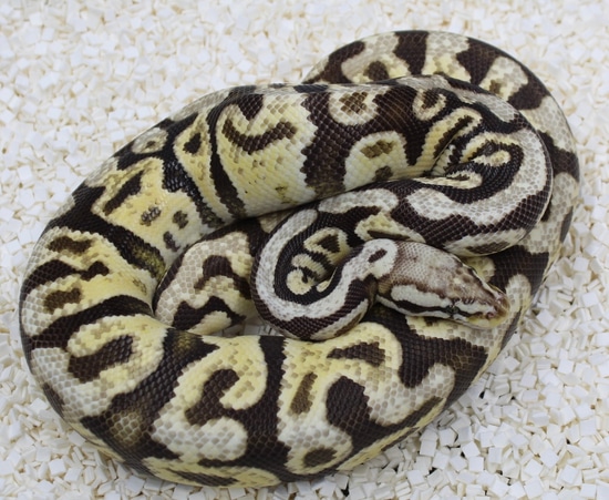 FireFly Spotnose Het Snake Keeper Axanthic Het Clown Ball Python by Pro ...