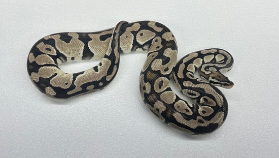 Pastel TSK Axanthic Het Clown Ball Python by Pro Herps