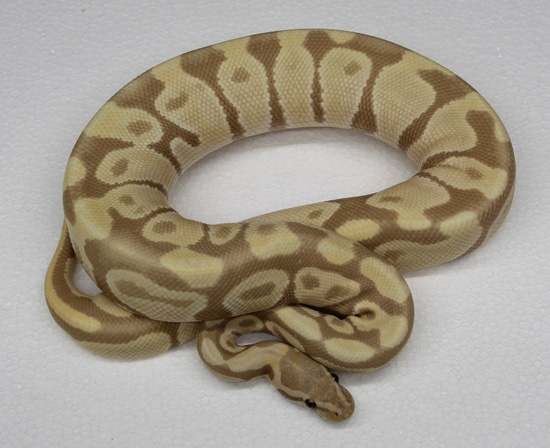 Toffee Ball Python by Pro Herps
