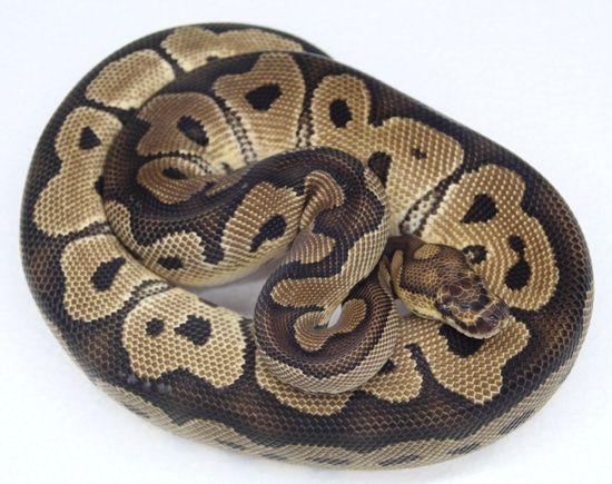 Grim Clown Ball Python by Pro Herps