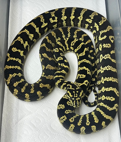 Jungle Carpet Python by Pro Herps