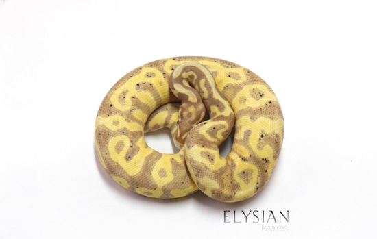 Ares - Banana Fire YB Leo Het Clown Ball Python by Elysian Reptiles