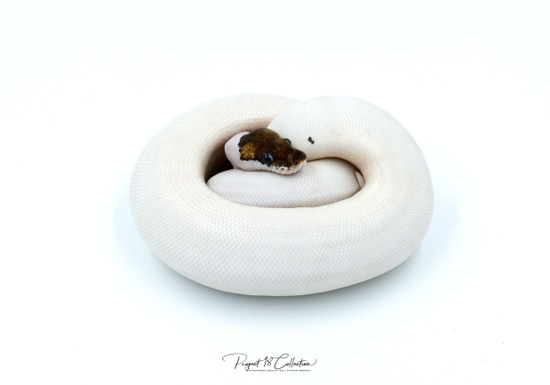 Pinto Pied Ball Python by Project 18 Morphs