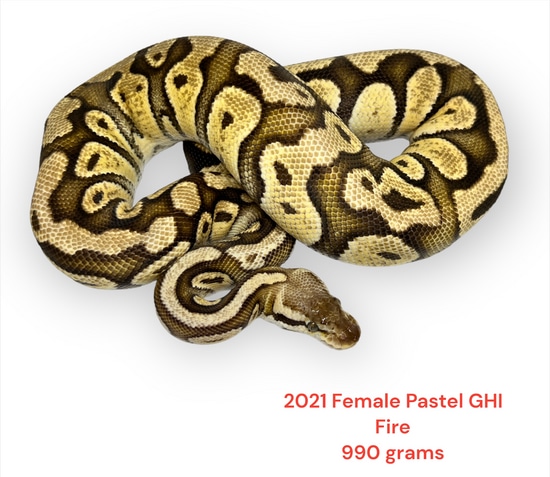 Pastel GHI Fire Ball Python by Project 18 Morphs
