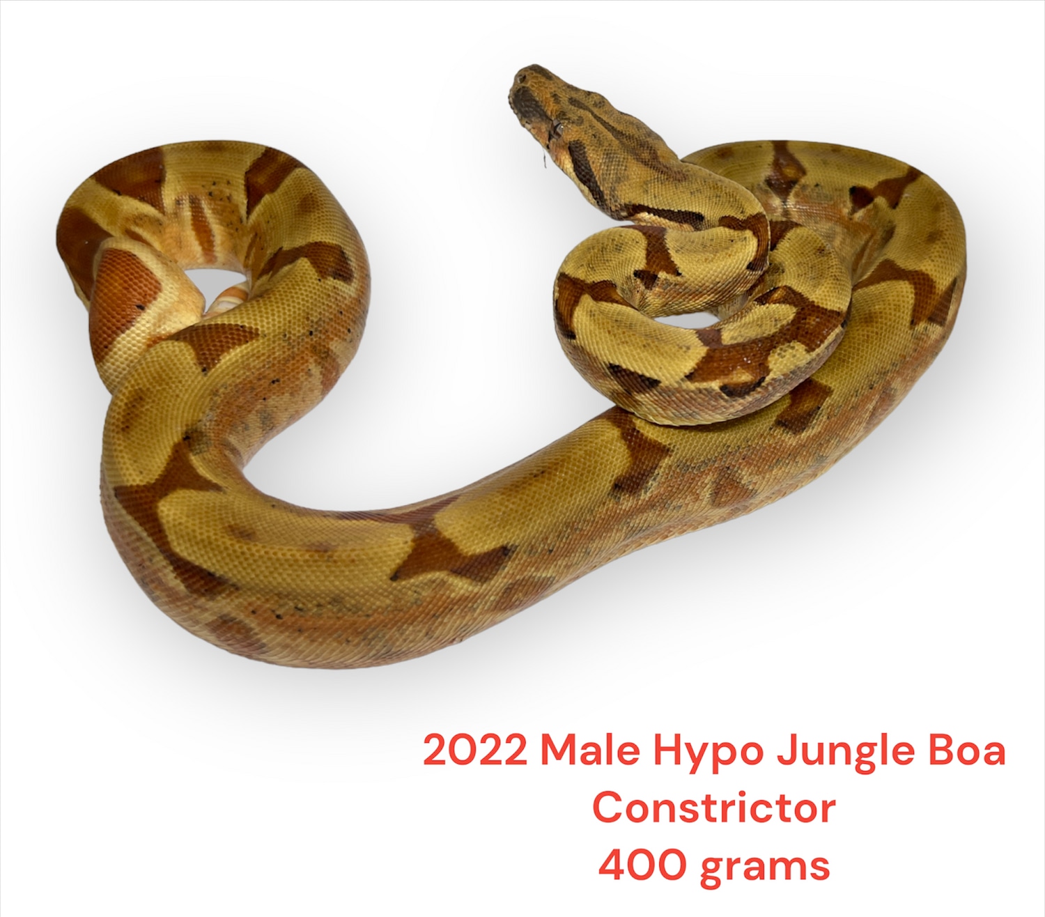 Hypo Jungle Boa Boa Constrictor by Project 18 Morphs - MorphMarket