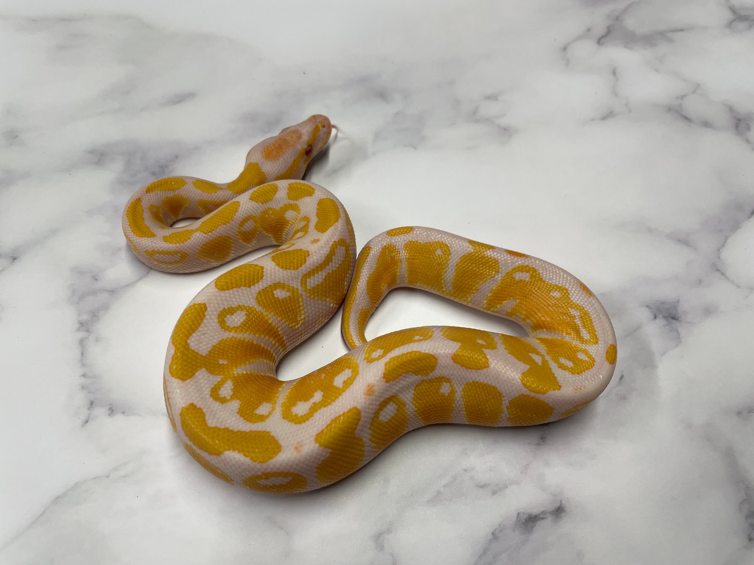 Lavender Albino Ball Python by Full Stack Exotics - MorphMarket