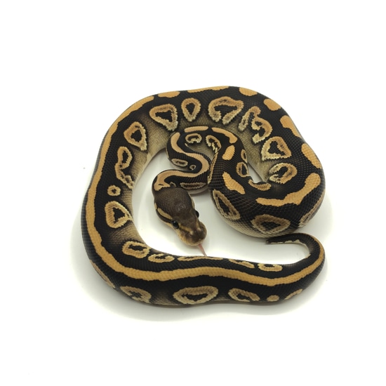 Black Magic 50% Het Orange Ghost Ball Python by Project Python