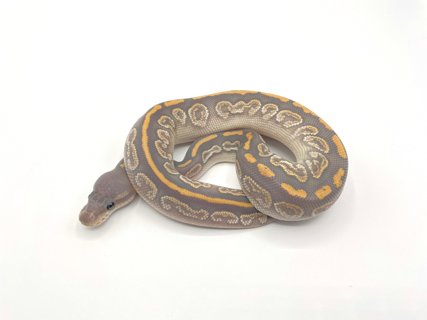 Black Magic Orange Ghost Ball Python by Project Python - MorphMarket