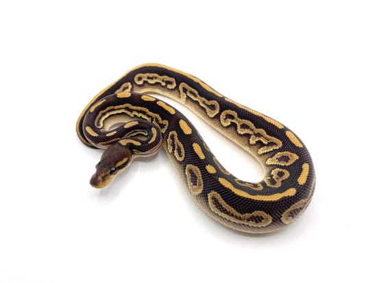 Black Magic 50% Het Hypo Ball Python by Project Python