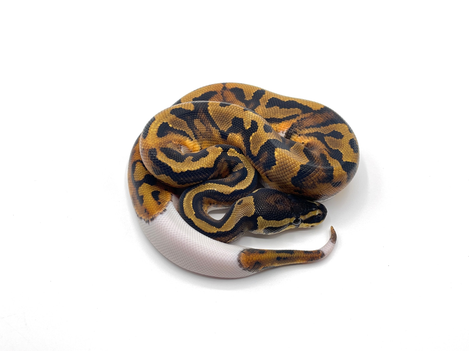 Low White Piebald Ball Python by Project Python - MorphMarket
