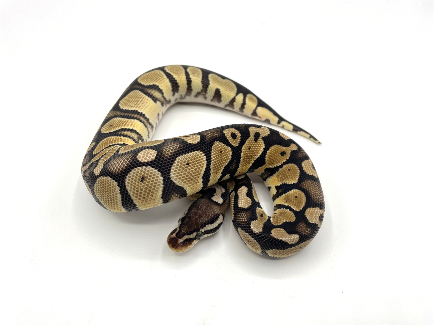 Pastel Het Desert Ghost Ball Python by Project Python - MorphMarket