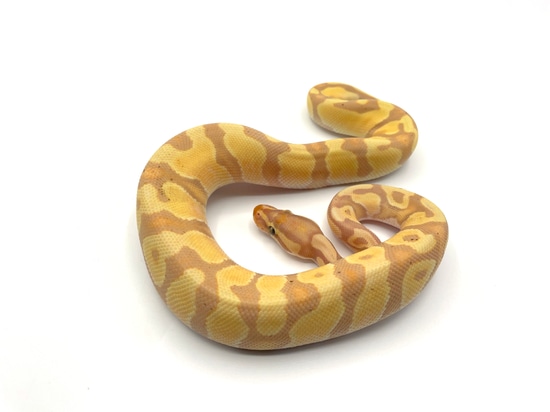 Banana Enchi Het Piebald Ball Python by Project Python
