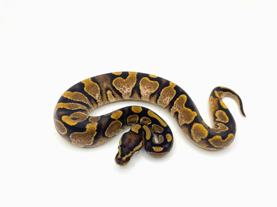 Enchi Sugar Ball Python by Project Python