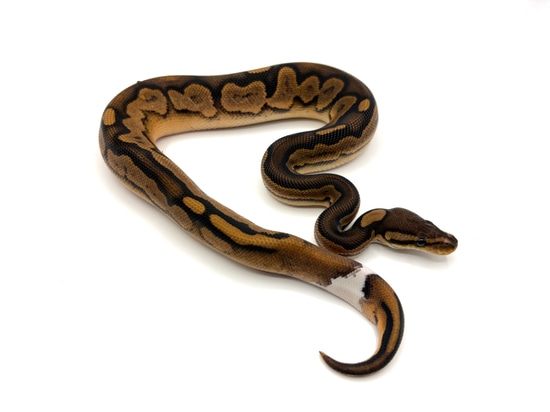 Barnhart Black Pastel OD Calico Ball Python by Project Python