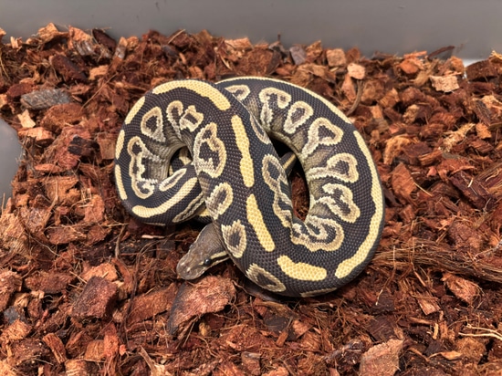 Black Magic 50% Het Hypo Ball Python by Project Python