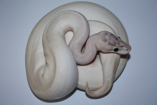 Ivory Vanilla Poss Fire Ball Python by Project Reptile