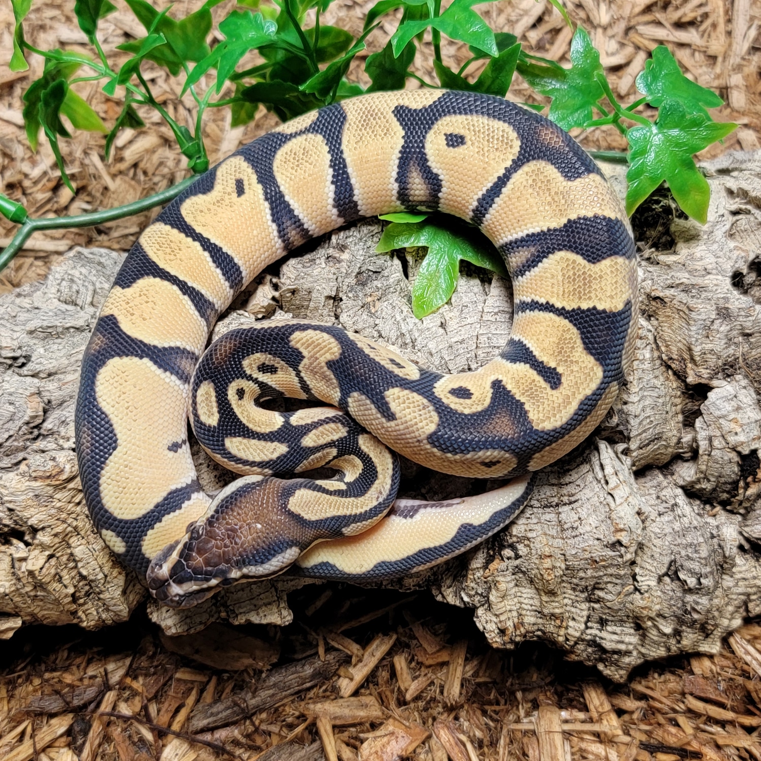 Super Orange Dream Ball Python by Project Reptile - MorphMarket