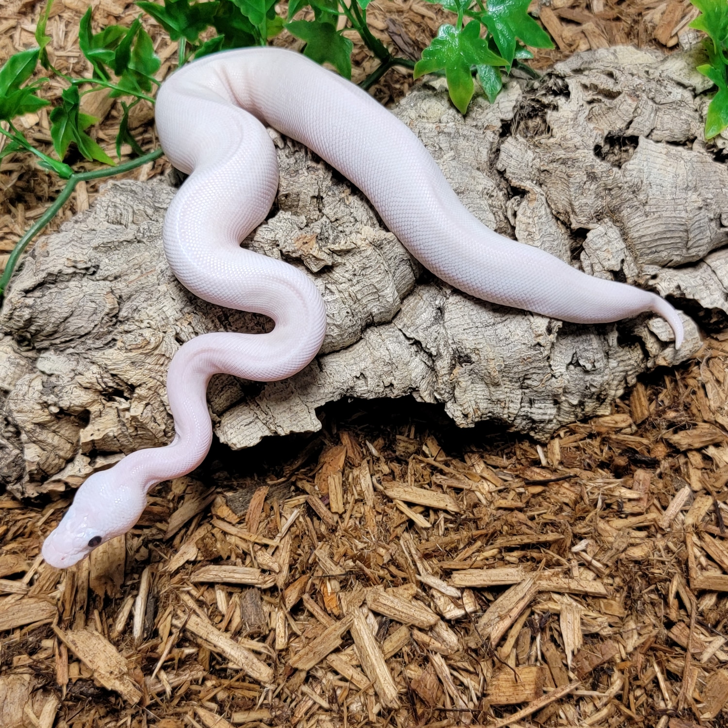 Spider Pied (White Wedding) Ball Python by Project Reptile - MorphMarket