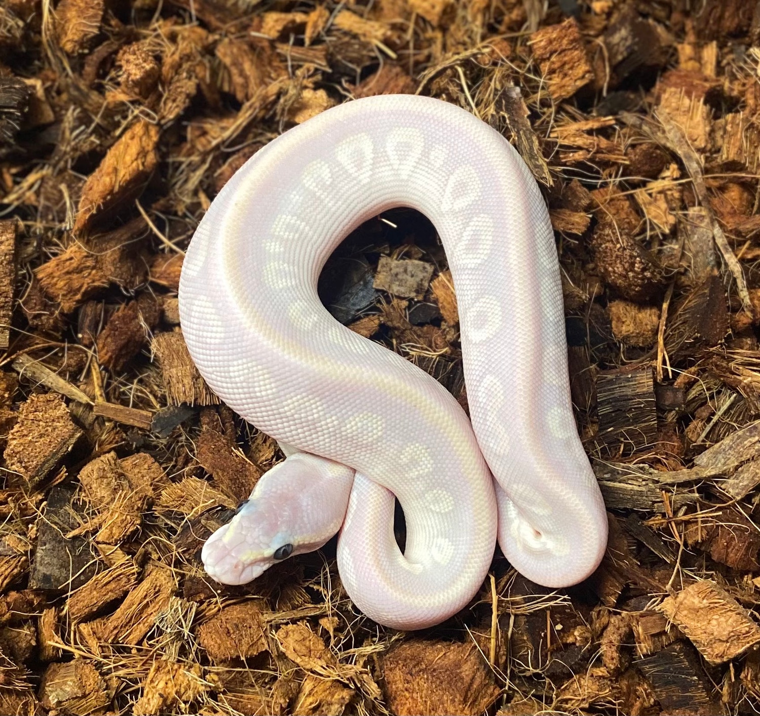 White Diamond Het Hypo Ball Python by Promise Reptiles - MorphMarket