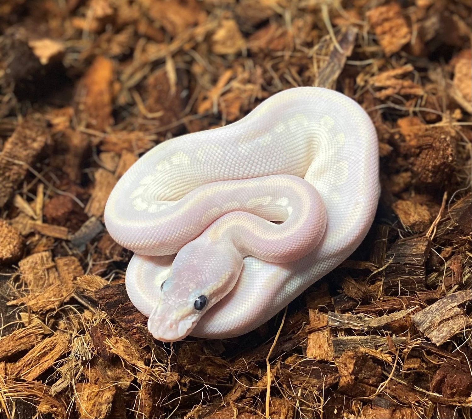 White Diamond Het Hypo Ball Python by Promise Reptiles - MorphMarket