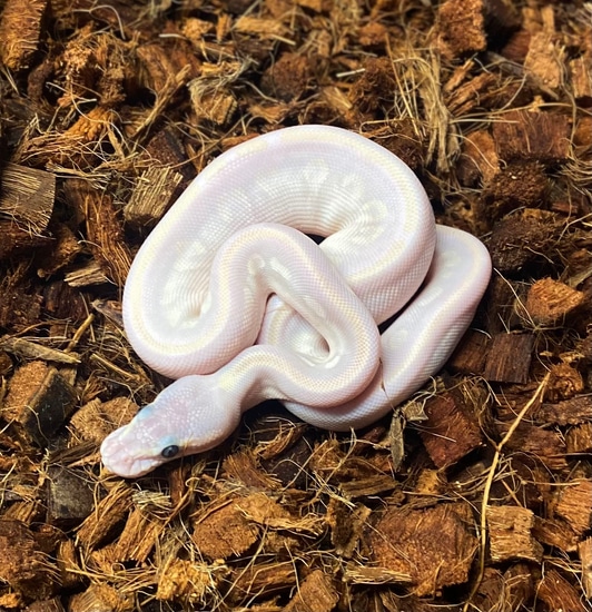White Diamond Het Hypo Ball Python by Promise Reptiles
