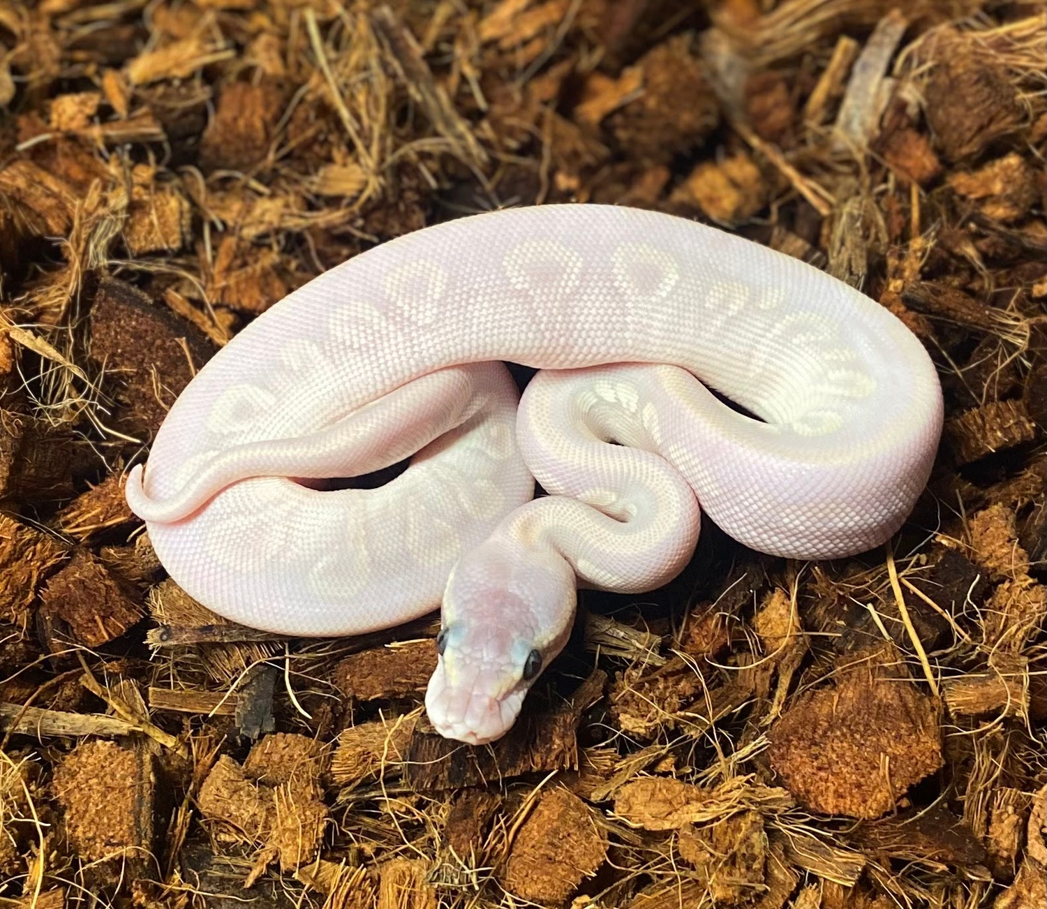 White Diamond Het Hypo Ball Python by Promise Reptiles - MorphMarket