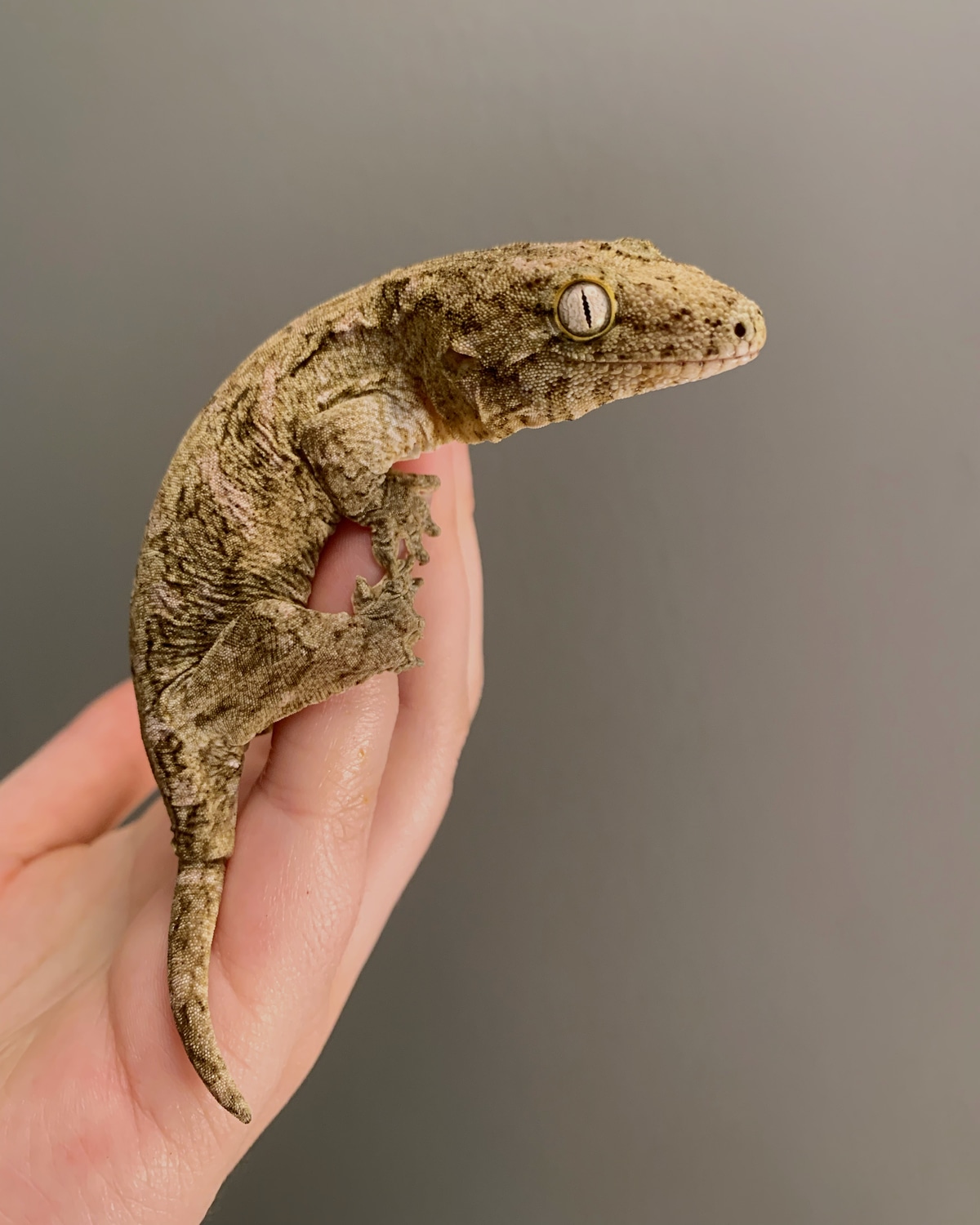 Pine Isle Leachie Leachianus Gecko by Proper Gecko - MorphMarket