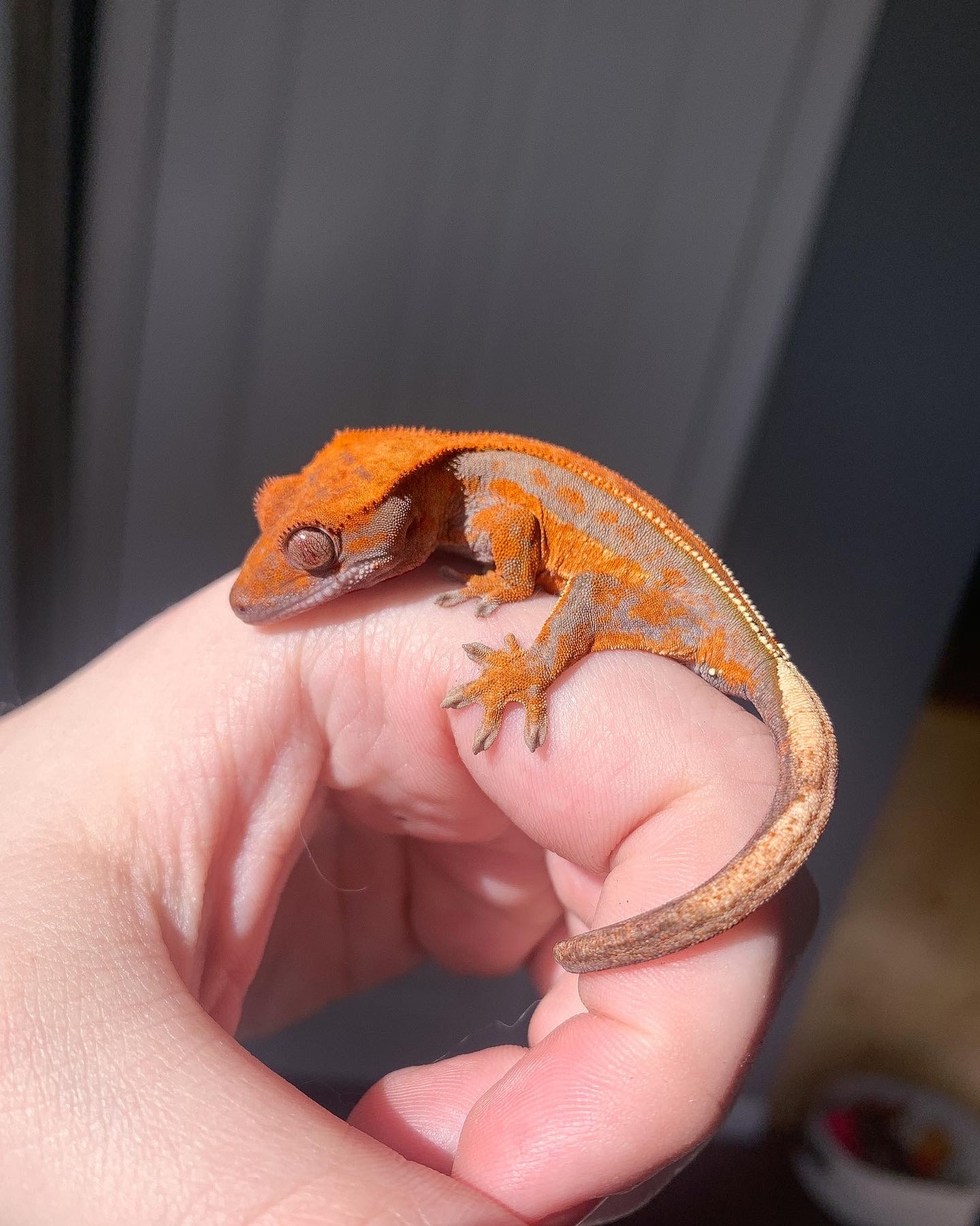 Halloween Kid Crested Gecko by Proper Gecko - MorphMarket
