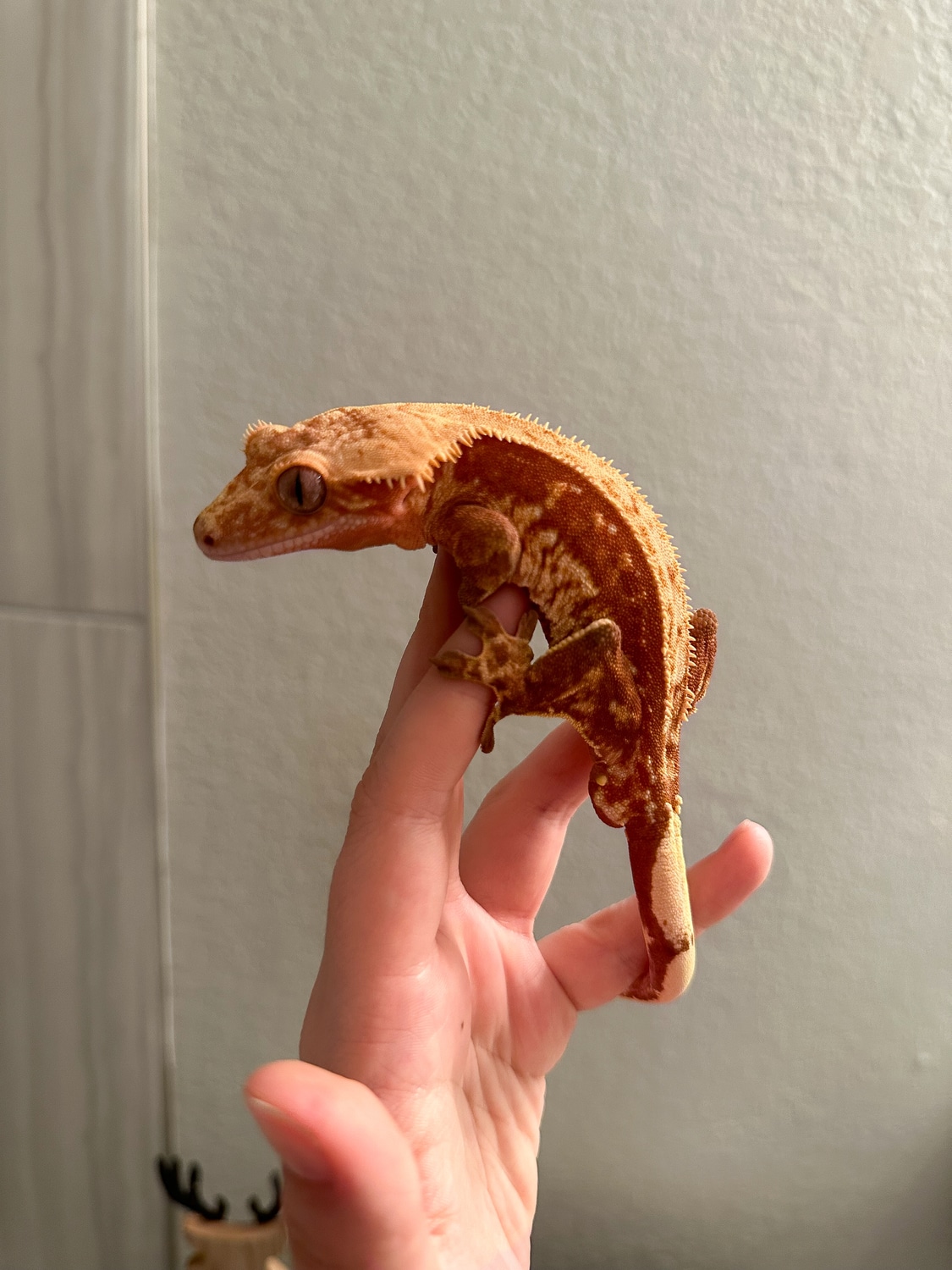 Red/Cream Extreme Harlequin Crested Gecko by Proper Gecko - MorphMarket