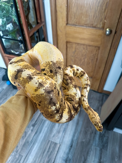 Paradox- Enchi, Banana, Sugar, Clown Ball Python by Proper Gecko