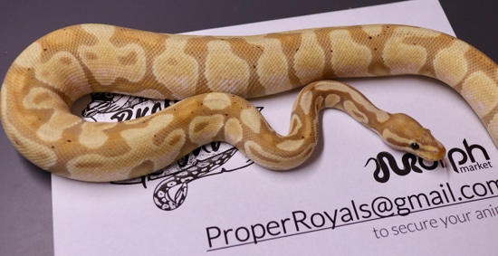 Banana Enchi Ball Python by Proper Royals