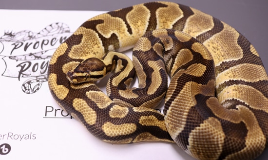 Enchi Het Clown - Proven Adult Ball Python by Proper Royals