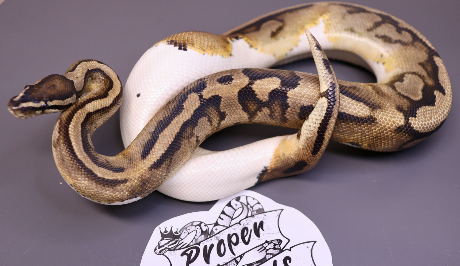 Pied Het Albino - Proven Breeder Ball Python by Proper Royals - MorphMarket