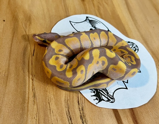 Banana Enchi Ball Python by Proper Royals