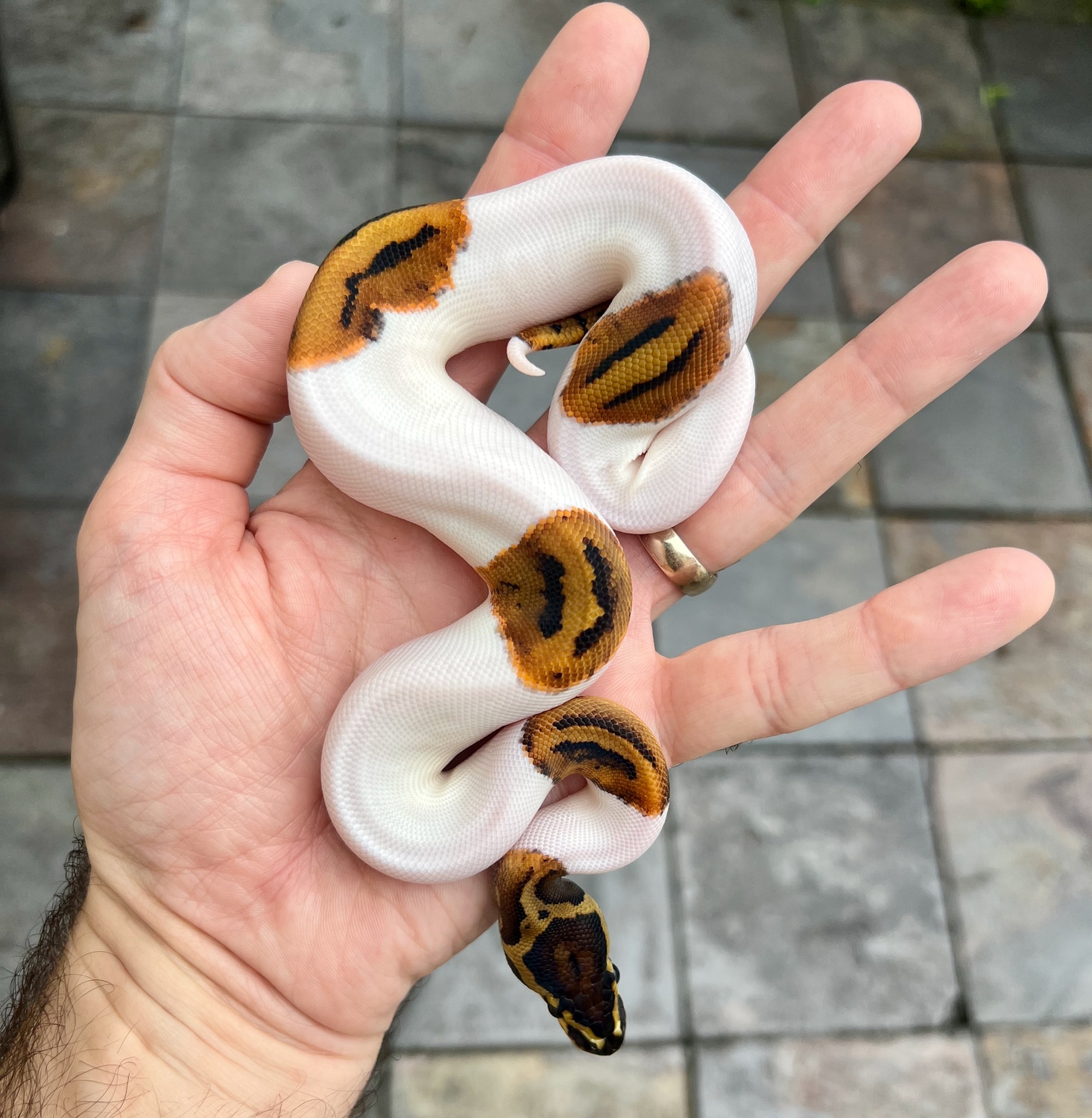 Leopard Orange Dream Pied Ball Python by Proper Royals - MorphMarket
