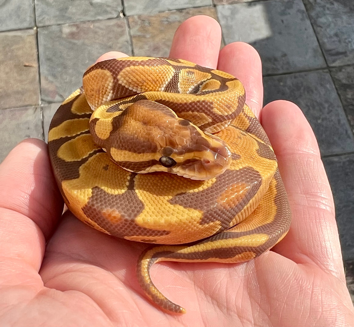 Ultramel Female Ball Python by Proper Royals - MorphMarket