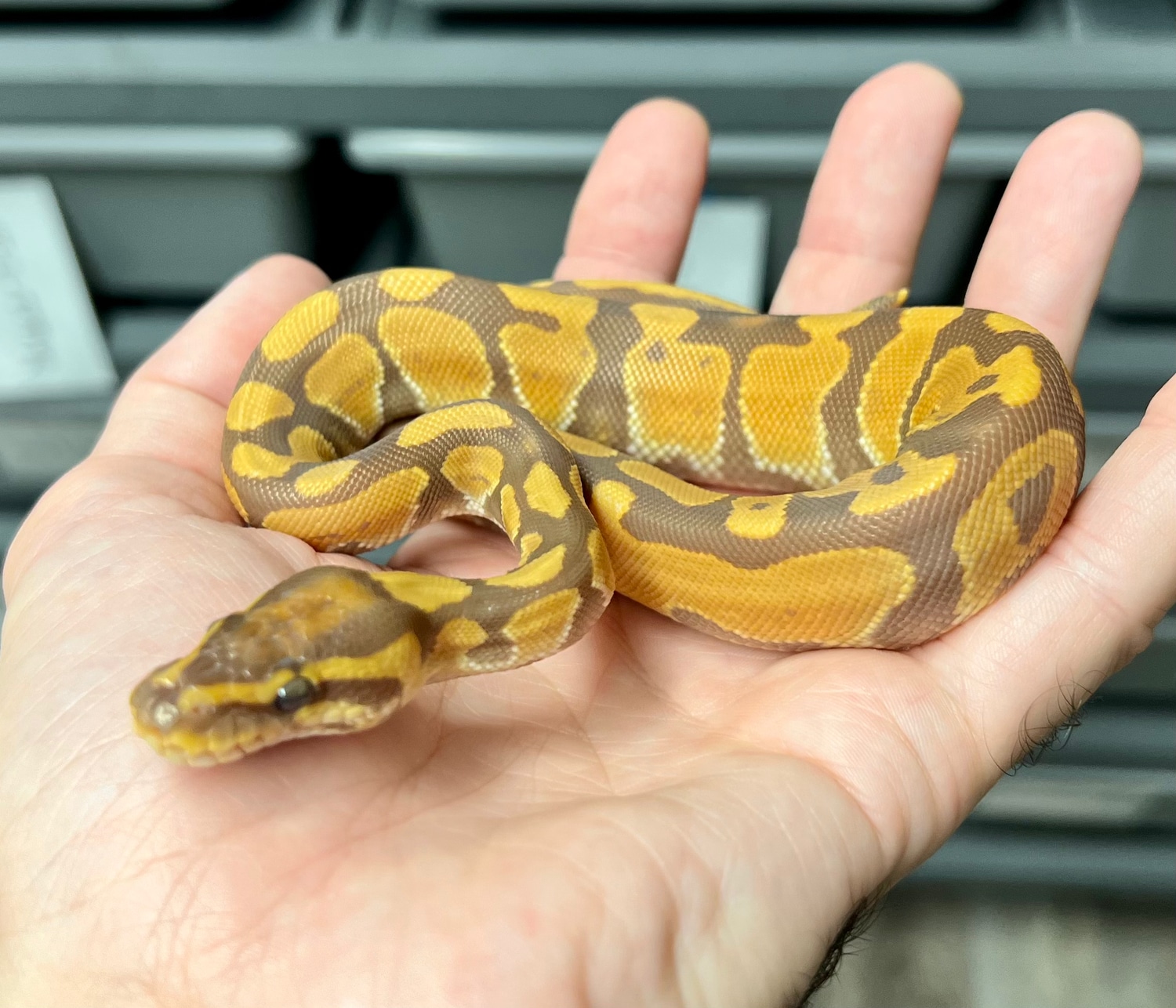 Ultramel Female Ball Python By Proper Royals MorphMarket ultramel-female-ball-python-by-proper-royals-morphmarket