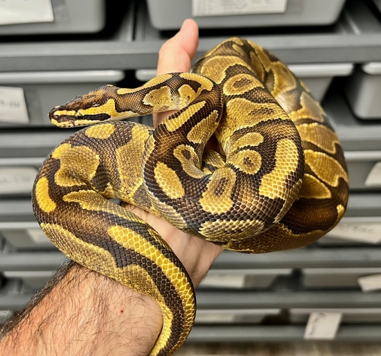 Enchi Yellow Belly Het Pied - Proven Ball Python by Proper Royals