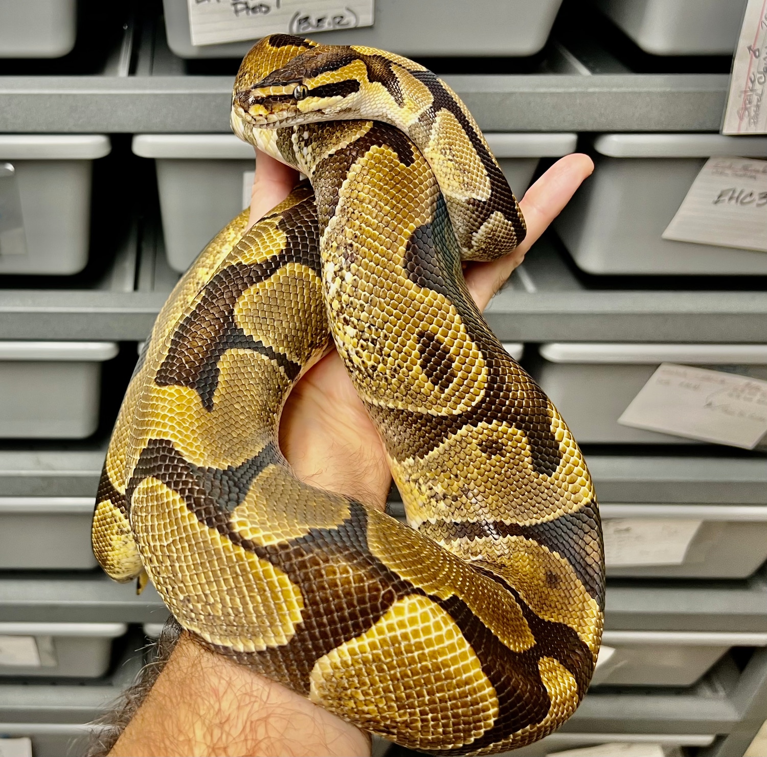 Enchi Proven Breeder Female Ball Python by Proper Royals - MorphMarket