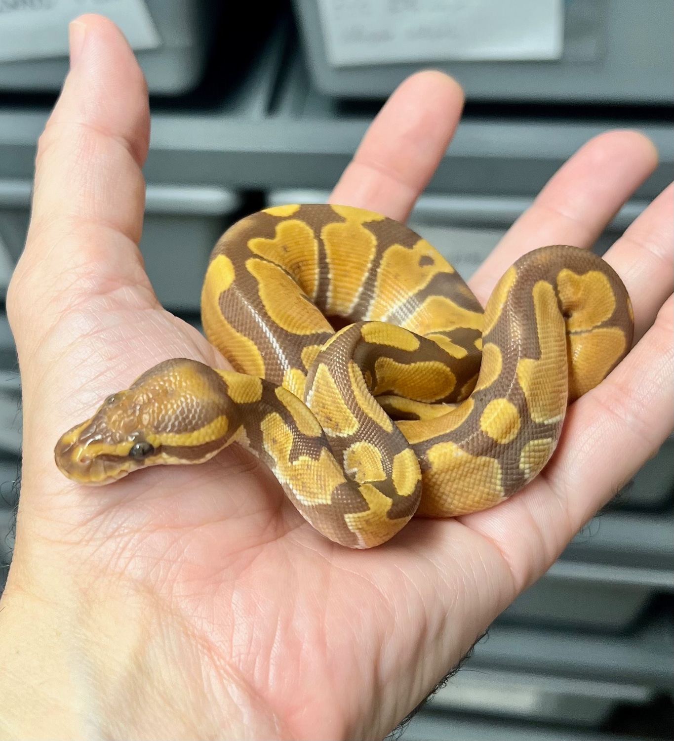Ultramel Female Ball Python by Proper Royals - MorphMarket