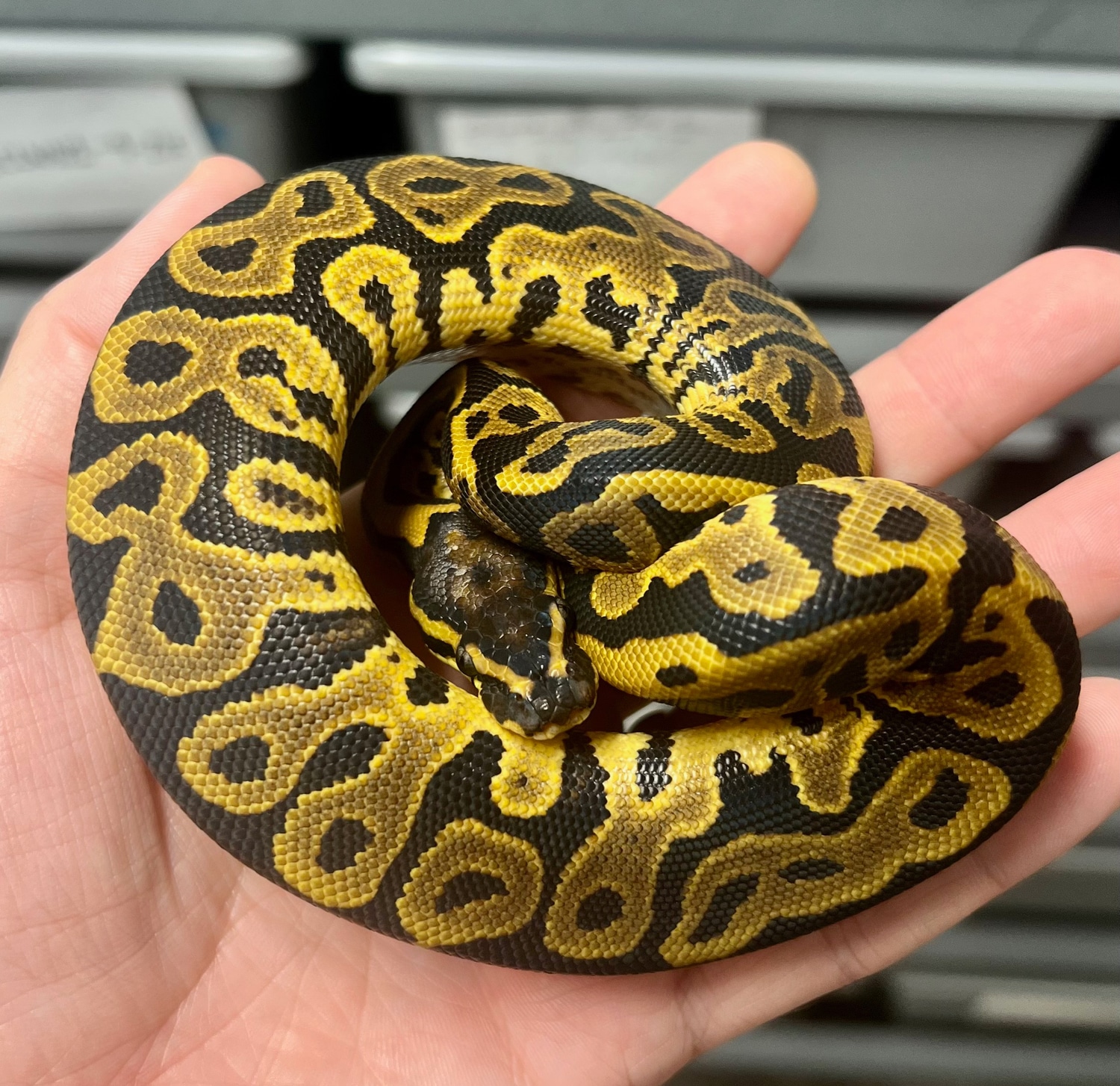 Leopard Yellow Belly 66% Het Pied Ball Python by Proper Royals ...