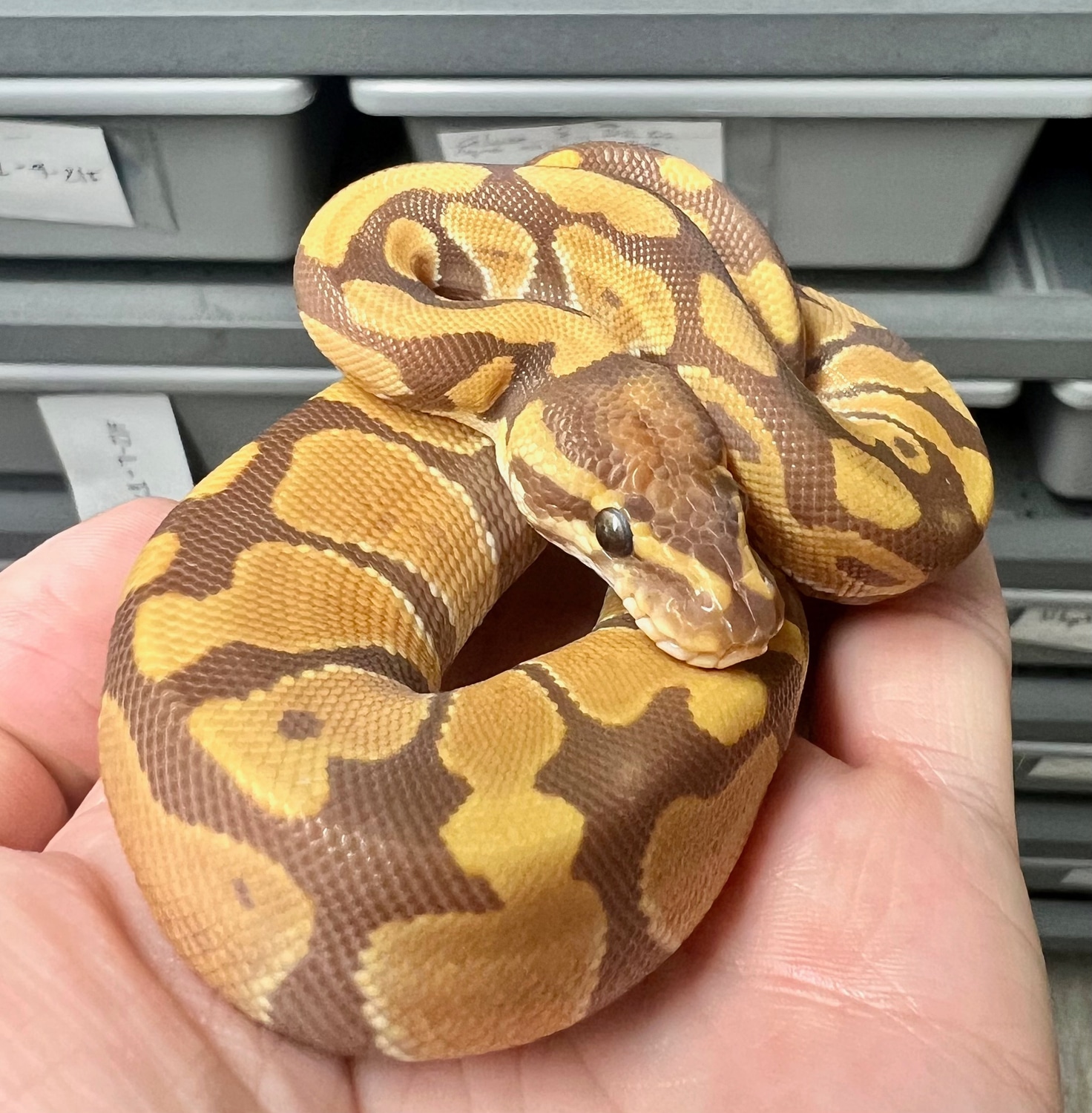 Ultramel Ball Python by Proper Royals - MorphMarket