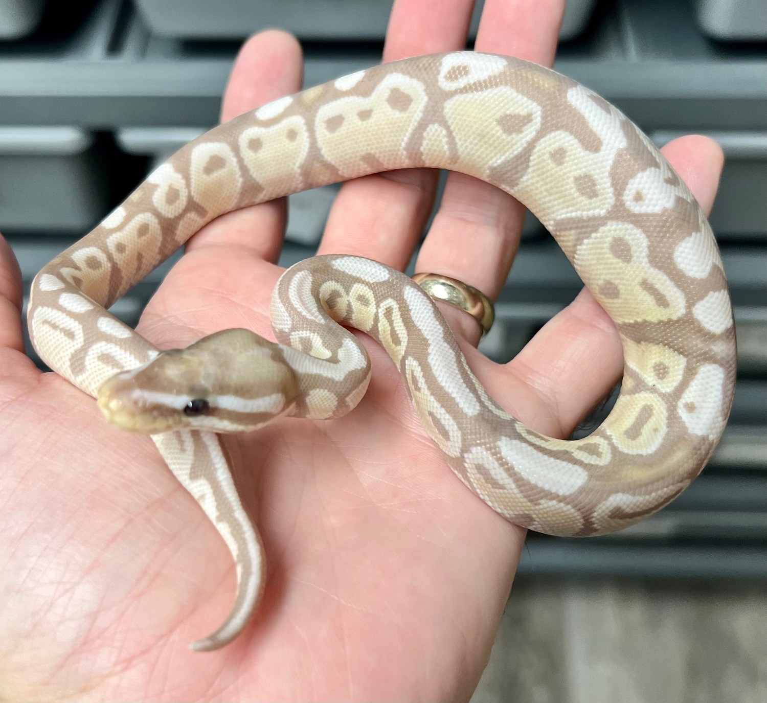 Banana Axanthic VPI Ball Python by Proper Royals - MorphMarket