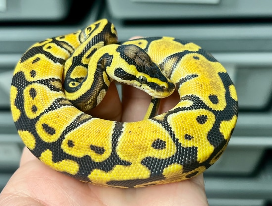 Pastel Enchi Het Clown Ball Python by Proper Royals