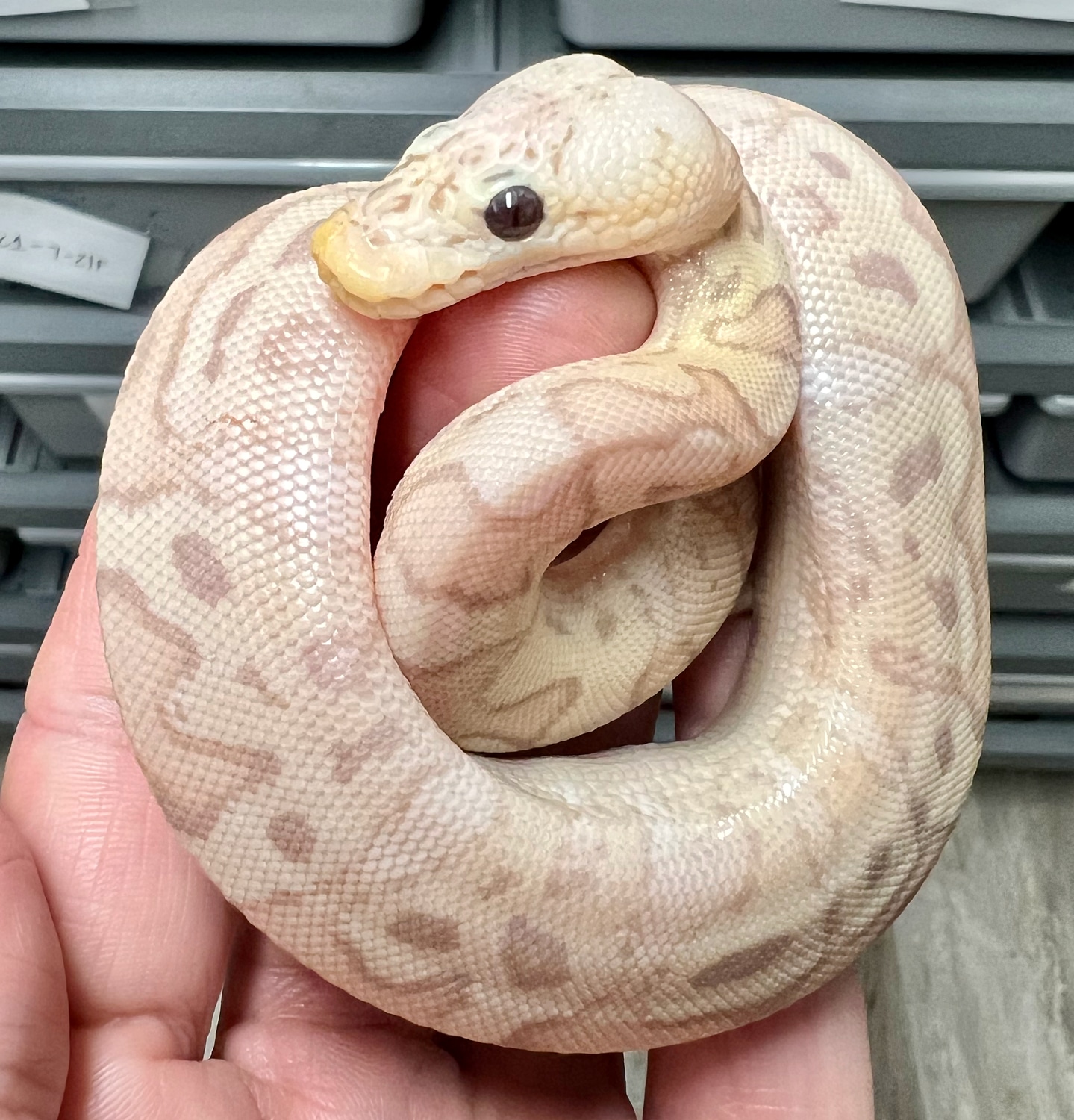 Banana Pastel Clown Ball Python by Proper Royals - MorphMarket